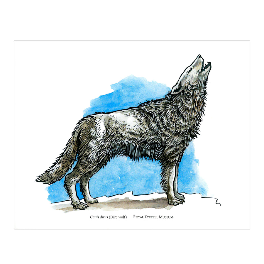 Canis dirus (dire wolf) Custom Print – Royal Tyrrell Museum