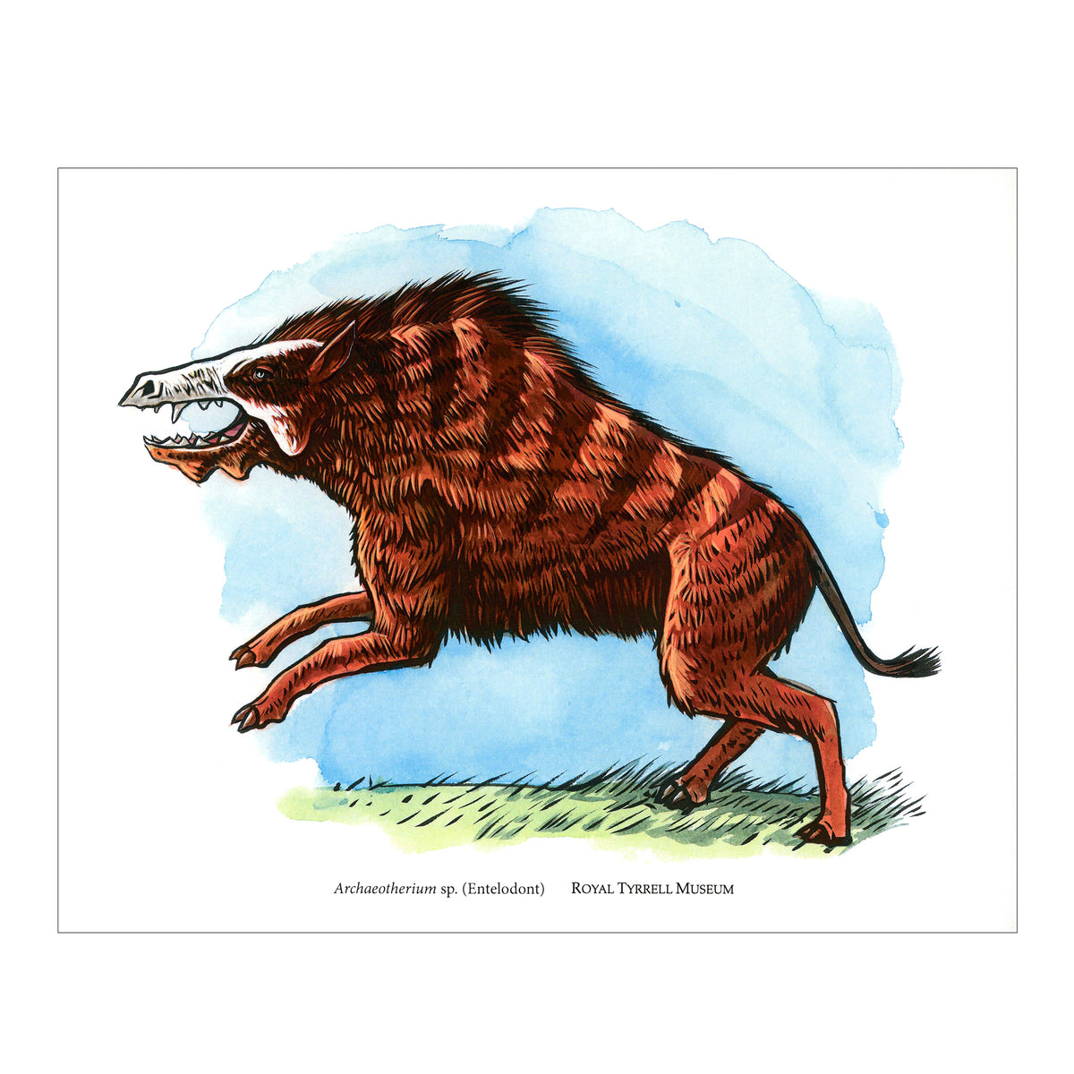Archaeotherium Custom Print – Royal Tyrrell Museum