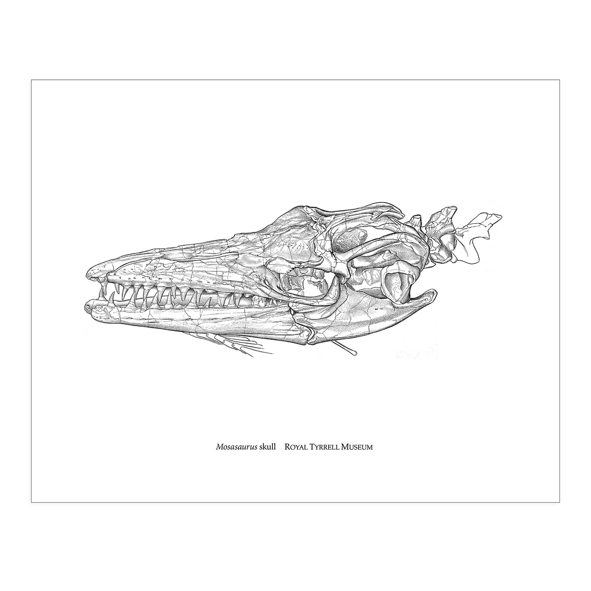 Mosasaurus Skull Custom Print – Royal Tyrrell Museum